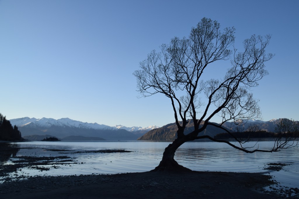 The Wanaka Tree – Oaklands Art Club