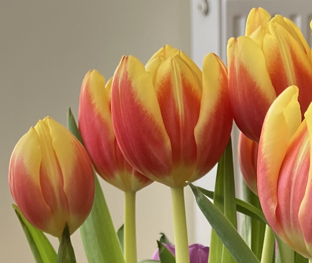 Spring Flowers – Oaklands Art Club